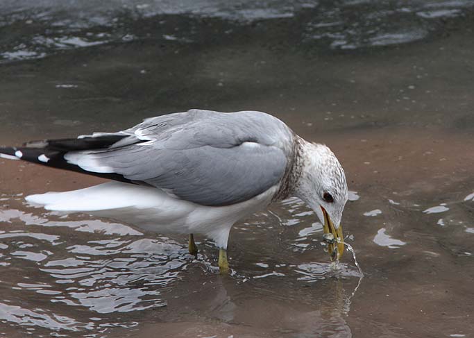 脚と嘴は黄色。