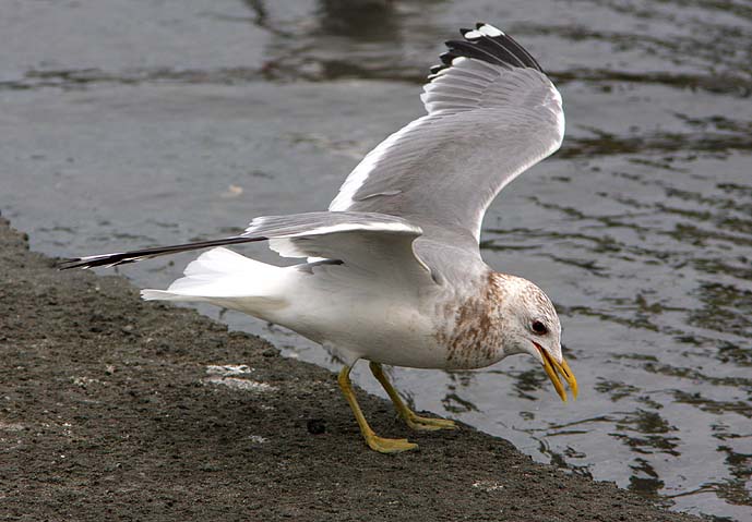 脚と嘴は黄色。